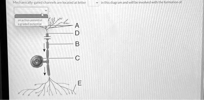 mechanically gated channels are located at letter v in this diagram and ...