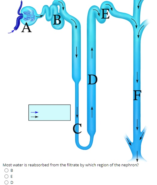 SOLVED: A Most water is reaoscrbed from the filtrate by whicn region of ...