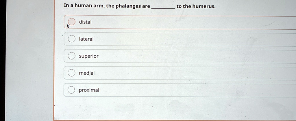 In a human arm, the phalanges are to the humerus. distal lateral ...