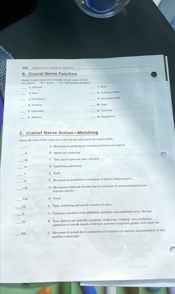 340 EXERCISE 21 CRANIAL NERVES B. Cranial Nerve Function Identify if ... 340 EXERCISE 21 CRANIAL NERVES B. Cranial Nerve Function Identify if ...