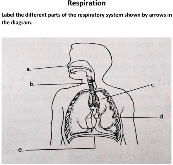 SOLVED: 'Can u please tell this answer Respiration Label the different ... SOLVED: 'Can u please tell this answer Respiration Label the different ...