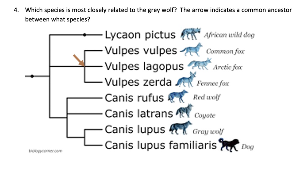 SOLVED: Which species is most closely related to the grey wolf? The ...