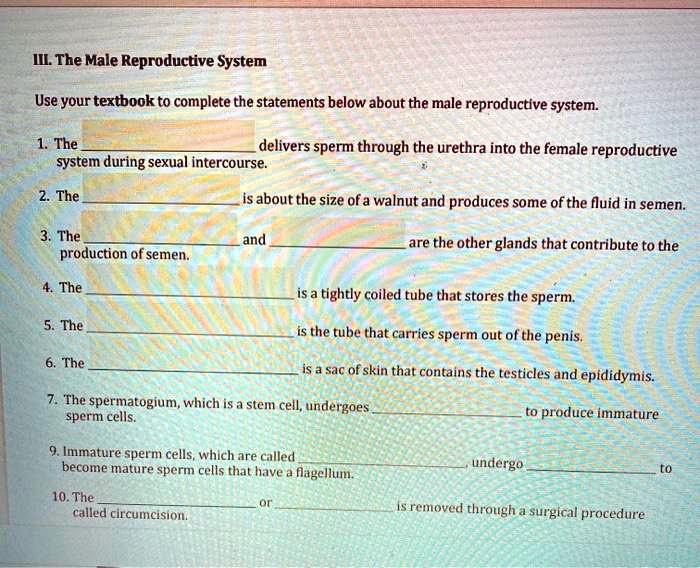 III. The Male Reproductive System Use your textbook to complete the ...