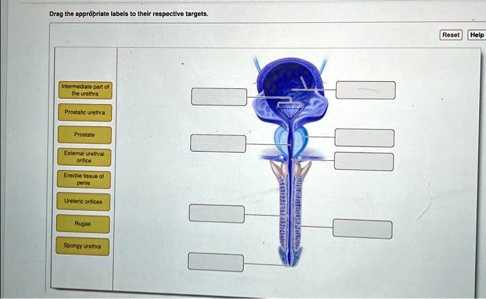 Drag the appropriate labels to their respective targets. Reset Help ...