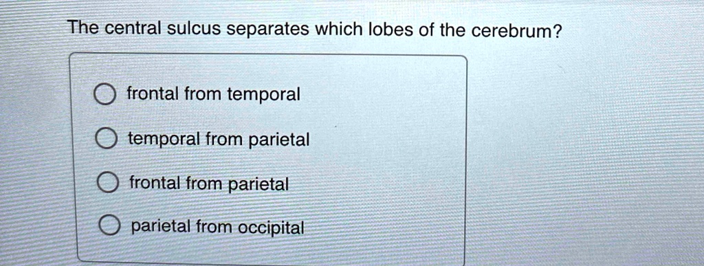 SOLVED: The central sulcus separates which lobes of the cerebrum ... SOLVED: The central sulcus separates which lobes of the cerebrum ...