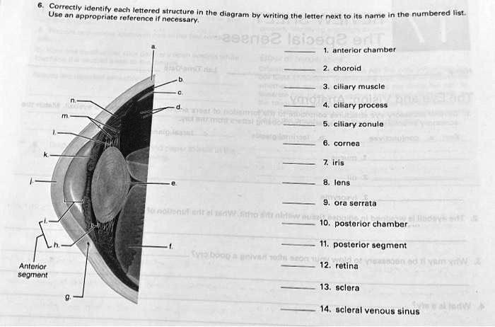 6. Correctly identify each lettered structure in the diagram by writing ... 6. Correctly identify each lettered structure in the diagram by writing ...