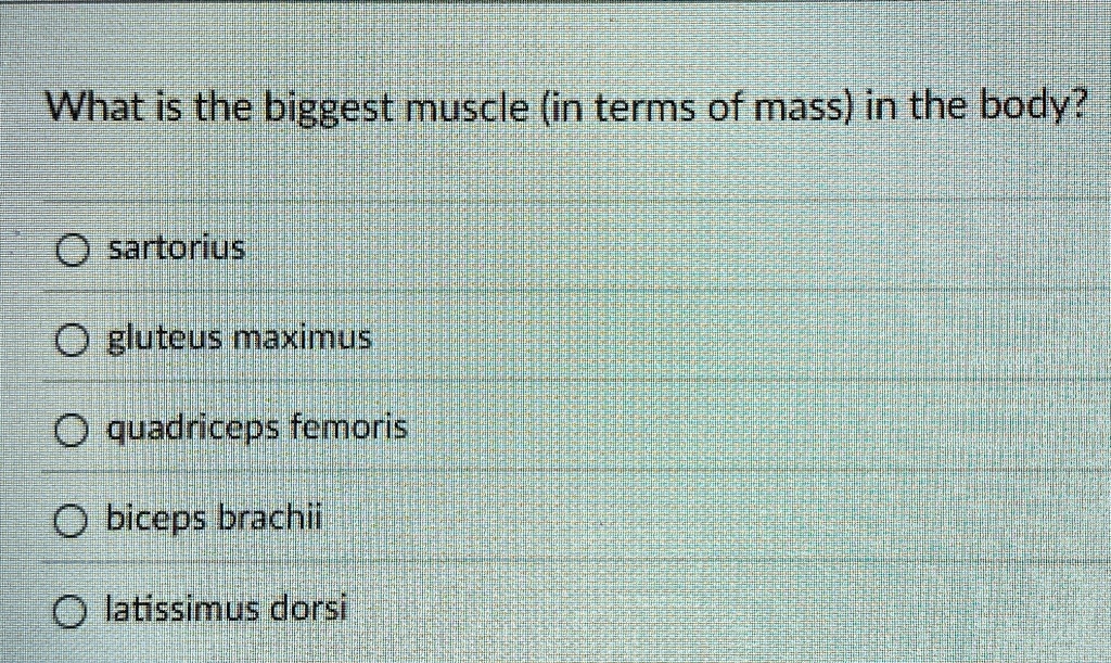 What is the biggest muscle (in terms of mass) in the body? sartorius ...