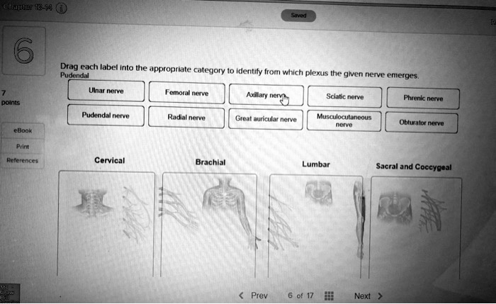 SOLVED: - Drag each label into the appropriate category to identify ... SOLVED: - Drag each label into the appropriate category to identify ...