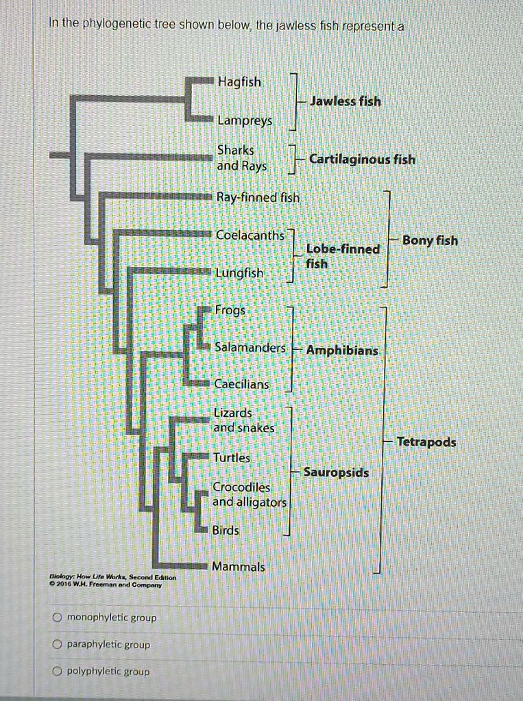 In the phylogenetic tree shown below, the jawless fish represent ...