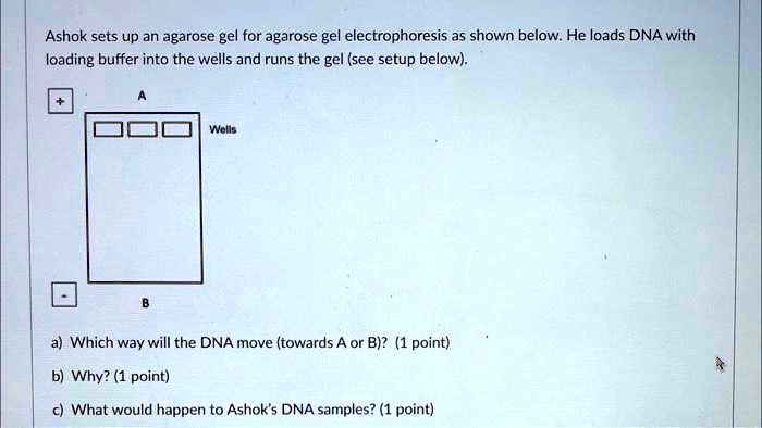 ashok sets up an agarose gel for agarose gel electrophoresis as shown ...