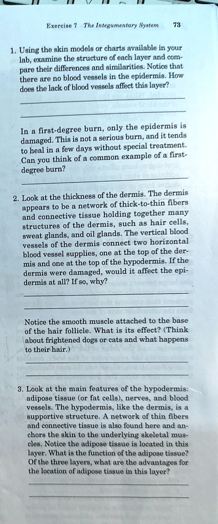exercise 7 the integumentary system 73 1 using the skin models or ...