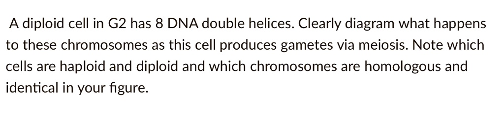 SOLVED: A diploid cell in G2 has 8 DNA double helices. Clearly diagram ...