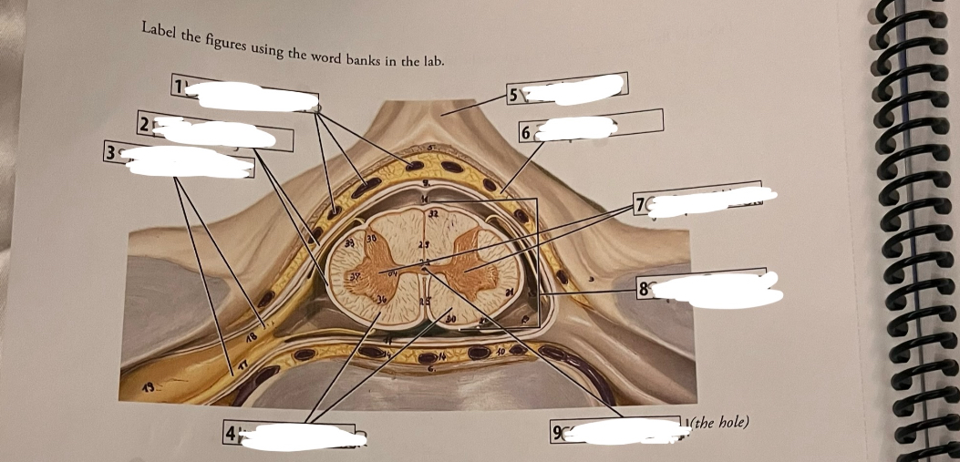label this using the terms cell body dendrites axon axon terminal of ...