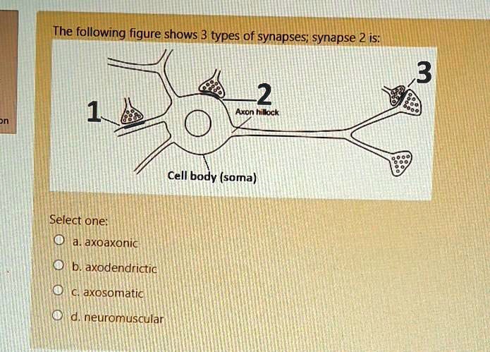 SOLVED: The following figure shows 3 types of synapses; synapse 2 is: 3 2 Axon hillock Cell body ...