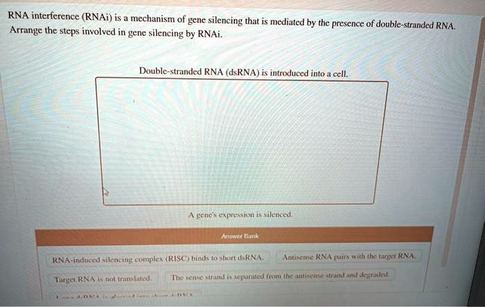 SOLVED: RNA interference (RNAi) is a mechanism of gene silencing that is mediated by the ...