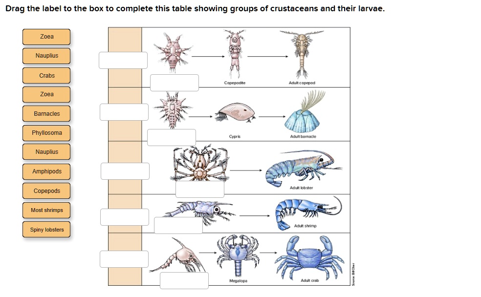 SOLVED: Drag the label to the box to complete this table showing groups ...