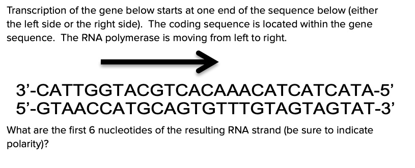 SOLVED: Transcription of the gene below starts at one end of the ...