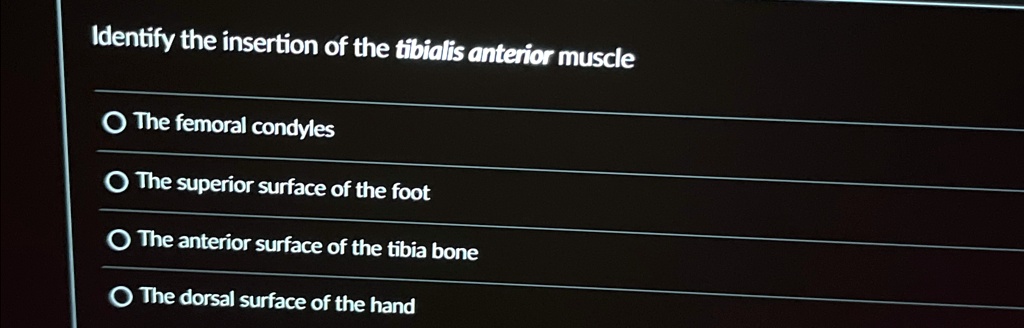 Identify the insertion of the tibialis anterior muscle The femoral ...