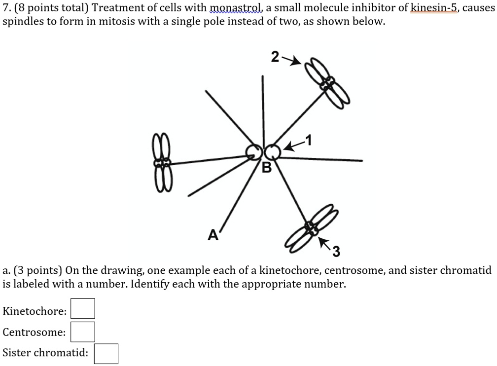 SOLVED: Treatment of cells with monastrol, a small molecule inhibitor ...