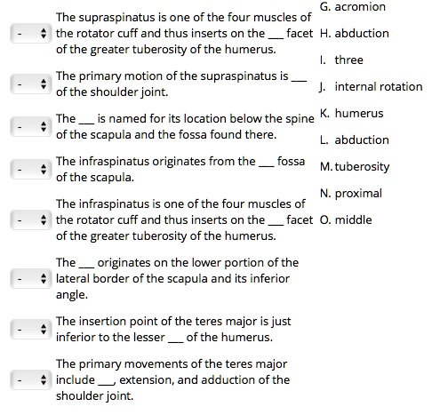acromion the supraspinatus is one of the four muscles of the rotator ...