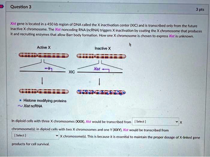 SOLVED:Question 3 3 pts Xist gene Is located in a 450 kb region of DNA ...