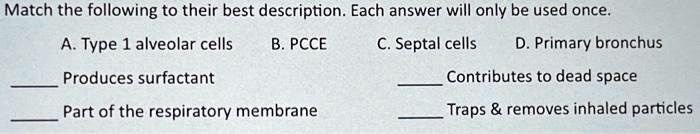 SOLVED: A. Type 1 alveolar cells - Part of the respiratory membrane B ...