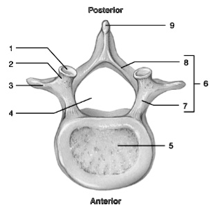 SOLVED: Match the photo labels with the following: Articular Facet ...