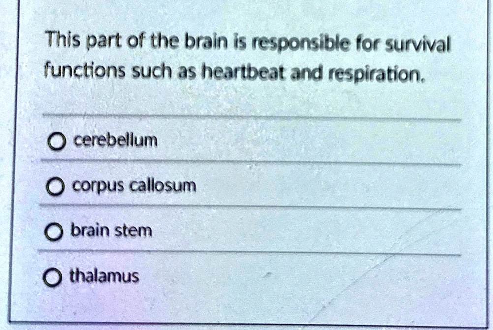this part of the brain is responsible for survival functions such as ...