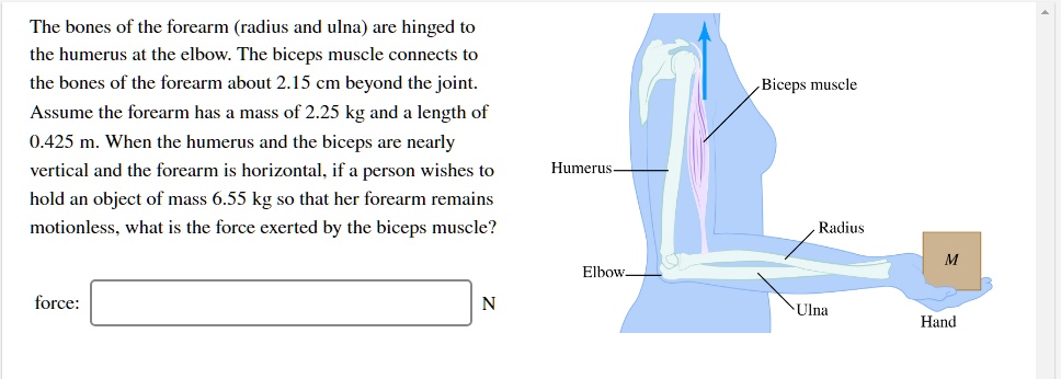 the bones of the forearm radius and ulna are hinged to the humerus at ...