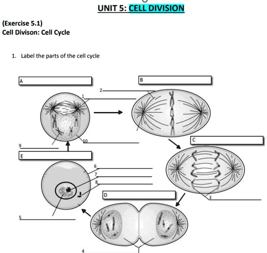 UNIT 5: CELL DIVISION (Exercise 5.1) Cell Divison: Cell Cycle 1. Label ...