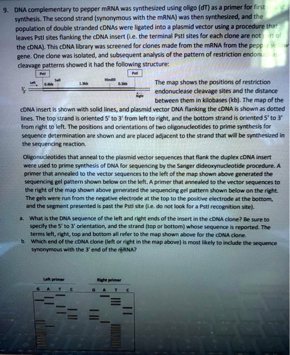 9. DNA complementary to pepper mRNA was synthesized using oligo (dT) as ...