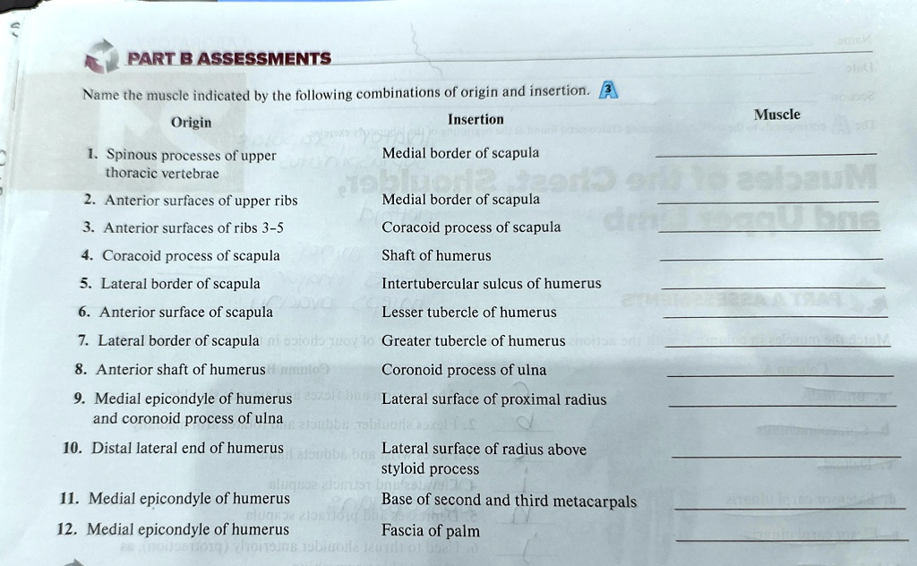 PART B ASSESSMENTS Name the muscle indicated by the following combinations of origin and ...