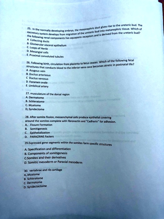 25. In the normally developing embryo, the mesonephric duct gives rise ...