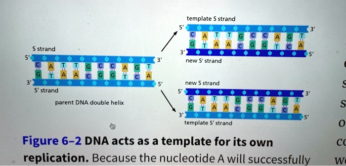 template strand strand nei strand new strand strand parent dna double ...