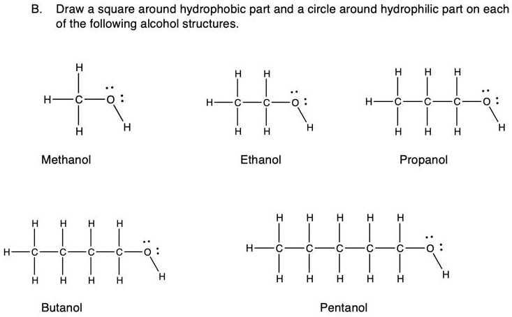 draw a square around hydrophobic part and a circle around hydrophilic ...