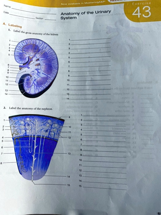 Name Date A. Labeling Section 1. Label the gross anatomy of the kidney ...
