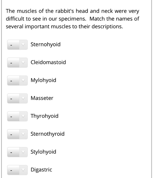 the muscles of the rabbits head and neck were very difficult to see in ...