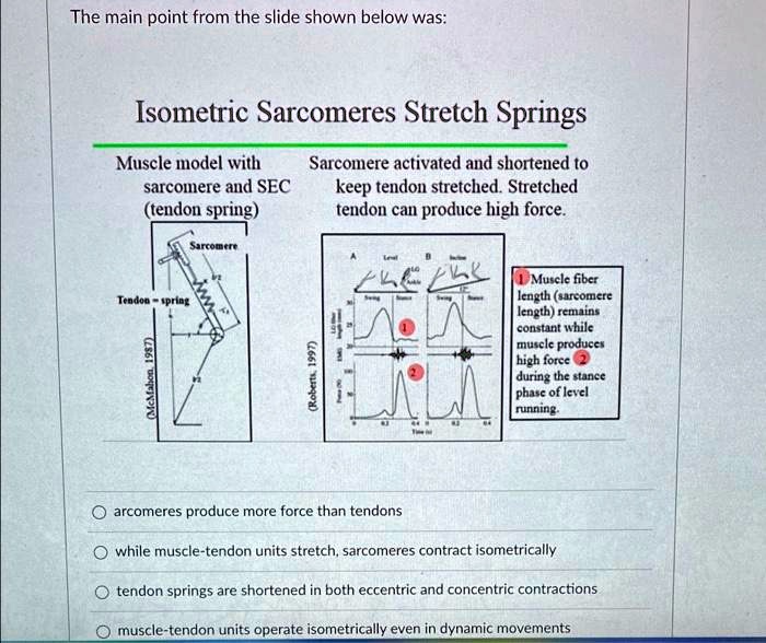 The main point from the slide shown below was: Isometric Sarcomeres ...