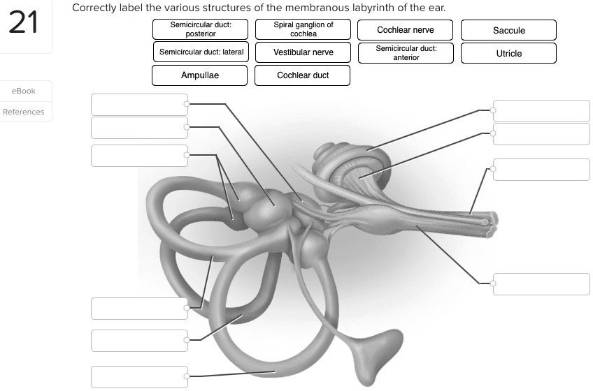 SOLVED: Correctly label the various structures of the membranous ...