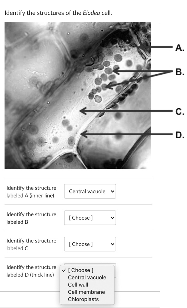 Identify the structures of the Elodea cell. Identify the structure labeled A (inner line ...