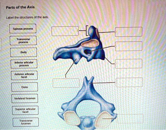parts of the axis label the structures of the axis spinous process ...
