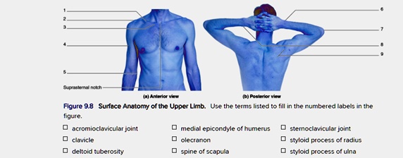 SOLVED: Figure 9.8 Surface Anatomy of the Upper Limb. Use the terms ...