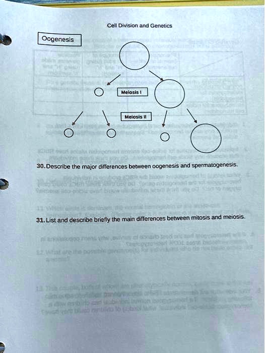 Cell Division and Genetics Oogenesis Melosis I Meiosis II 30. Describe ...