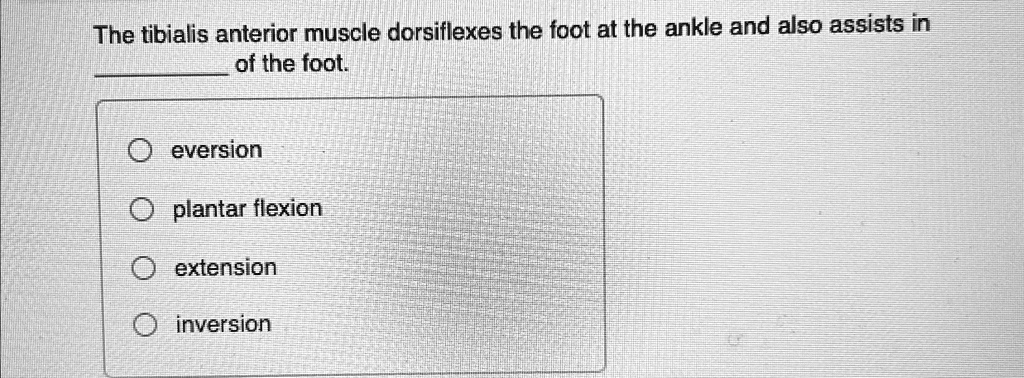 The tibialis anterior muscle dorsiflexes the foot at the ankle and also ...