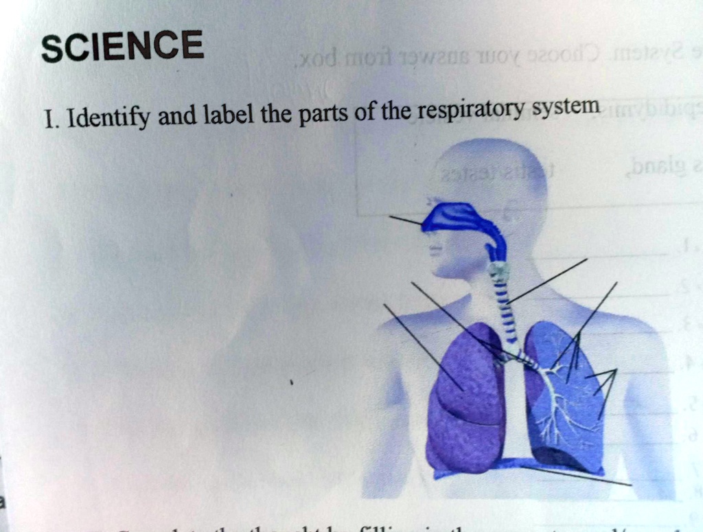 SCIENCE I. Identify and label the parts of the respiratory system