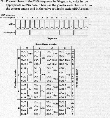 SOLVED: "For each base in the DNA sequence in diagram A, write in the appropriate mRNA base ...