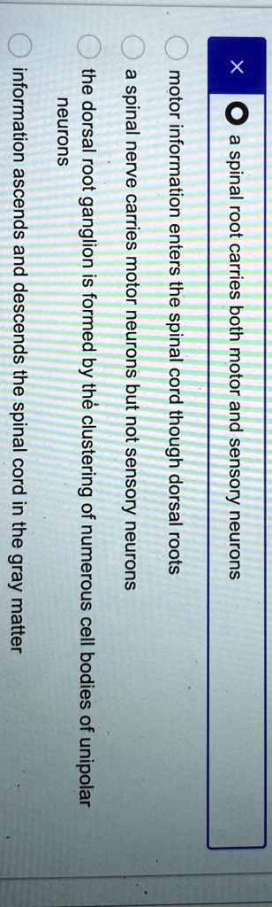 a spinal root carries both motor and sensory neurons motor information ...