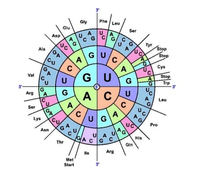 SOLVED: There is a DNA strand: 3' TAC-AGC-ACT-CAG-TCA 5' a. What about ...