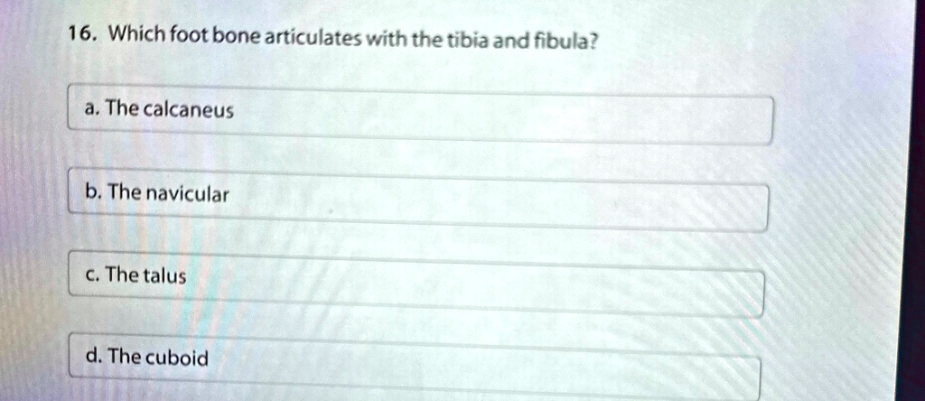 16 which foot bone articulates with the tibia and fibula a the ...