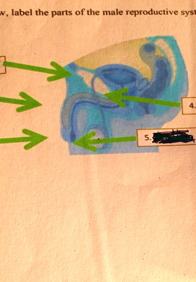 w, label the parts of the male reproductive syst